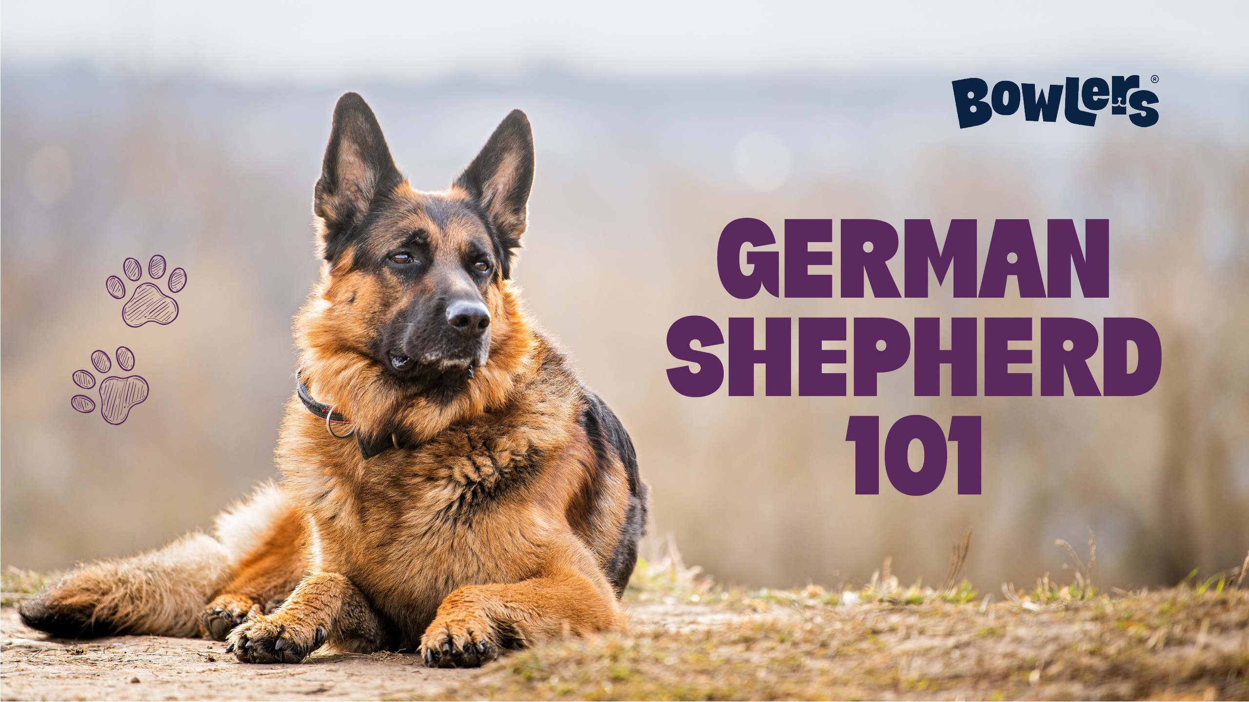 German Shepherd Care: Training Tips & Exercise Needs